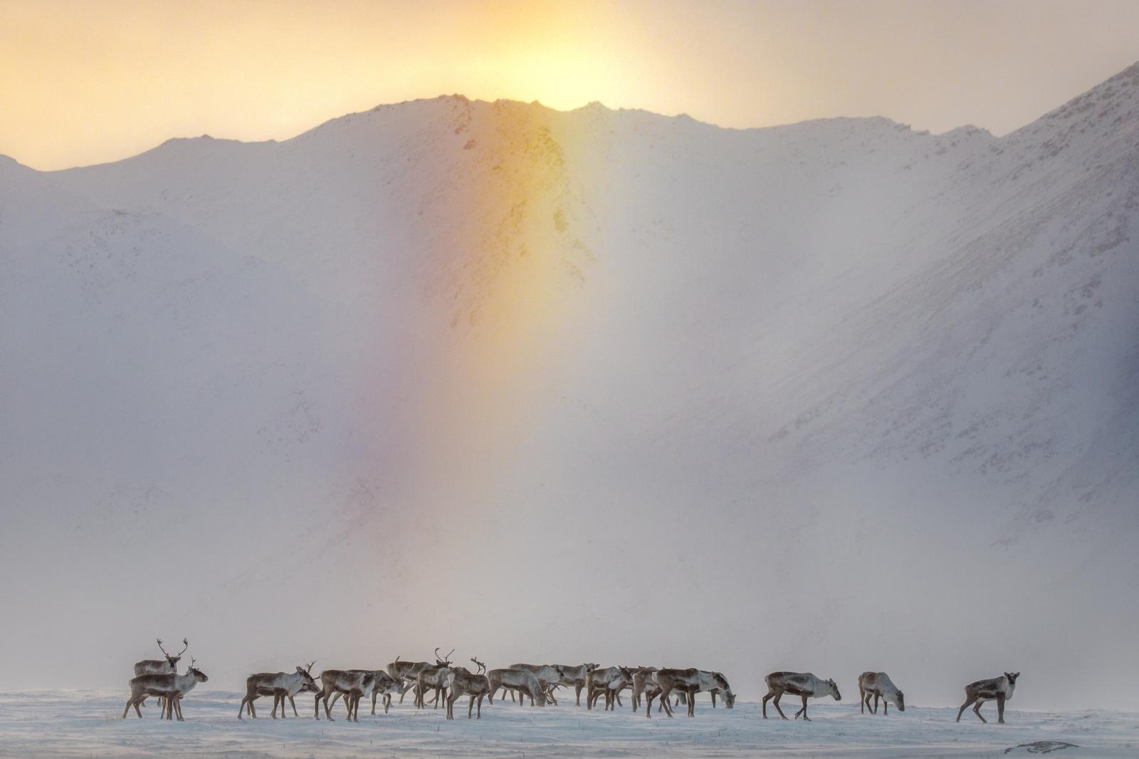 Vanishing Caribou - Katie Orlinsky Photography