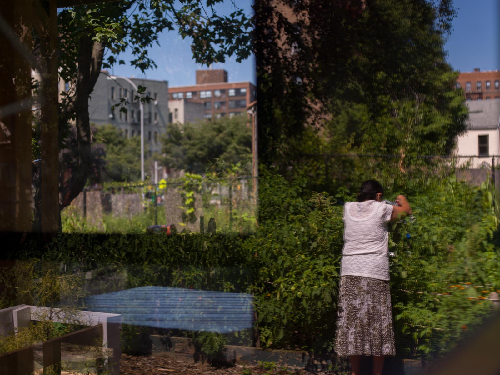 Bronx Gardens - Nina Berman Photography