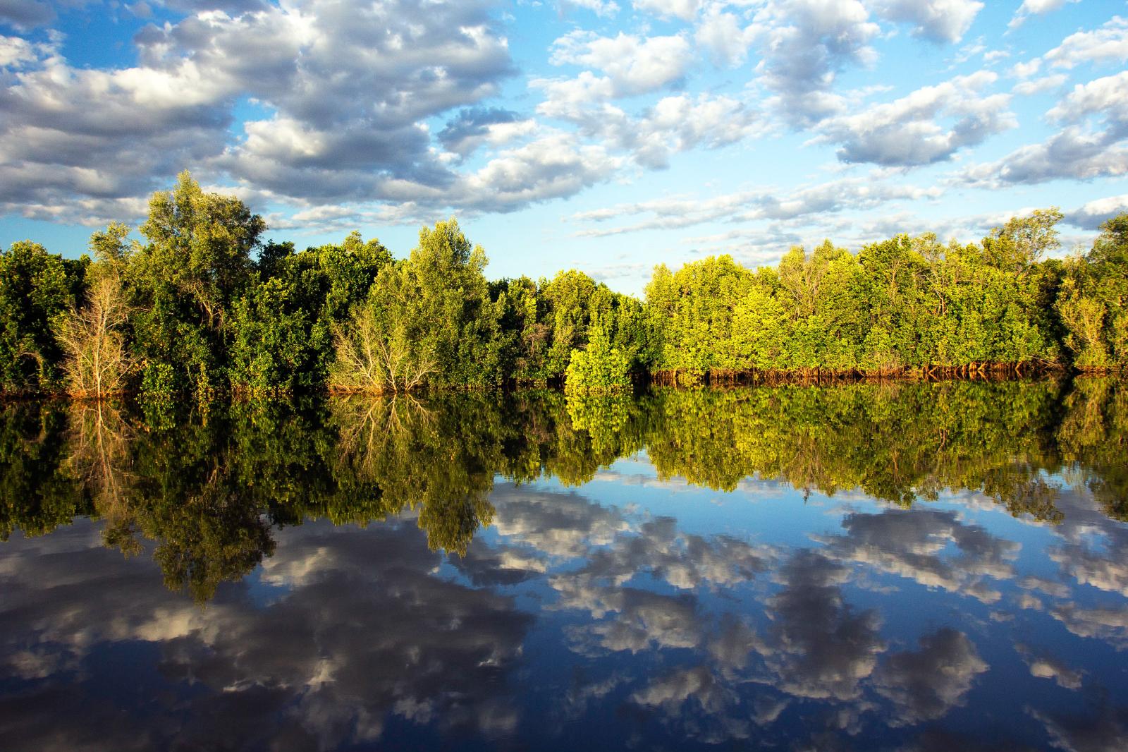 Blue Forests - Garth Cripps