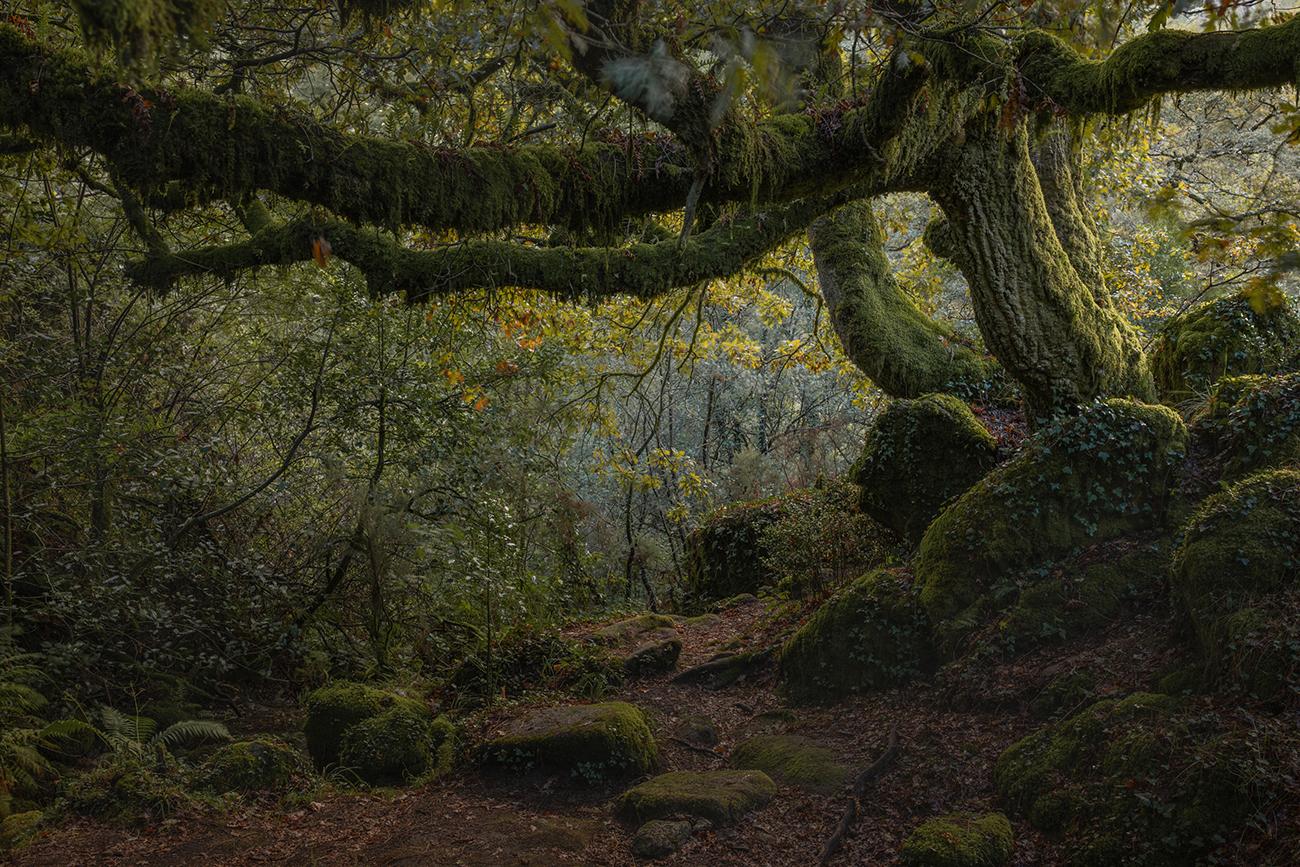 AAP Magazine #54: Nature — 25 Photographers Redefining How We See the ...