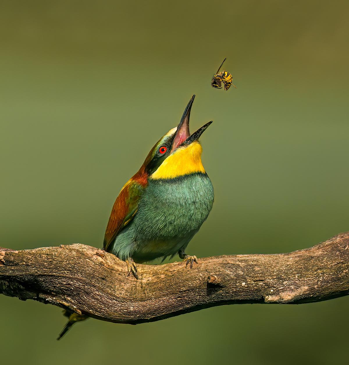 AAP Magazine #54: Nature — 25 Photographers Redefining How We See the ...