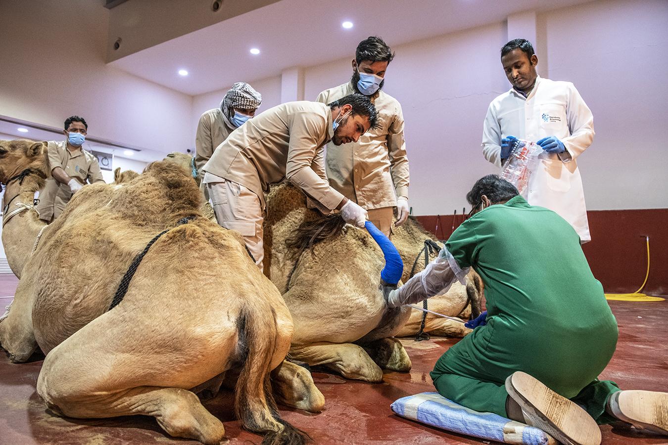 Beyond the Dunes: Camel Genetics and the UAE's Cultural Legacy by ...