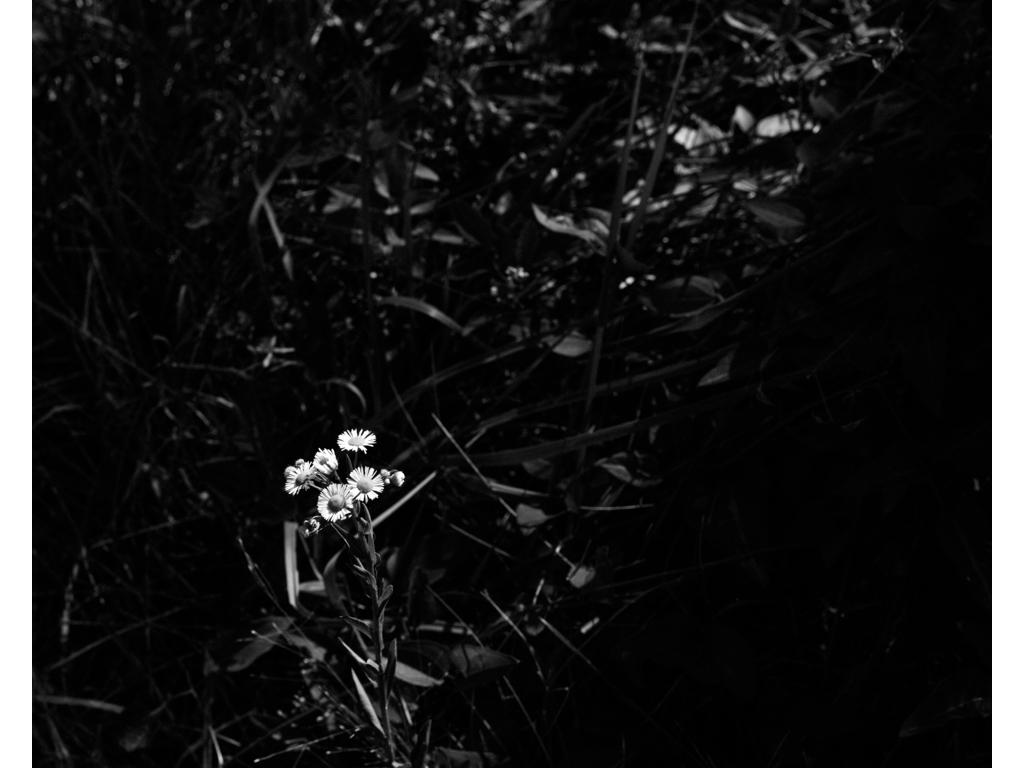 Wildflower is an exploration of life after trauma by Rosem Morton ...