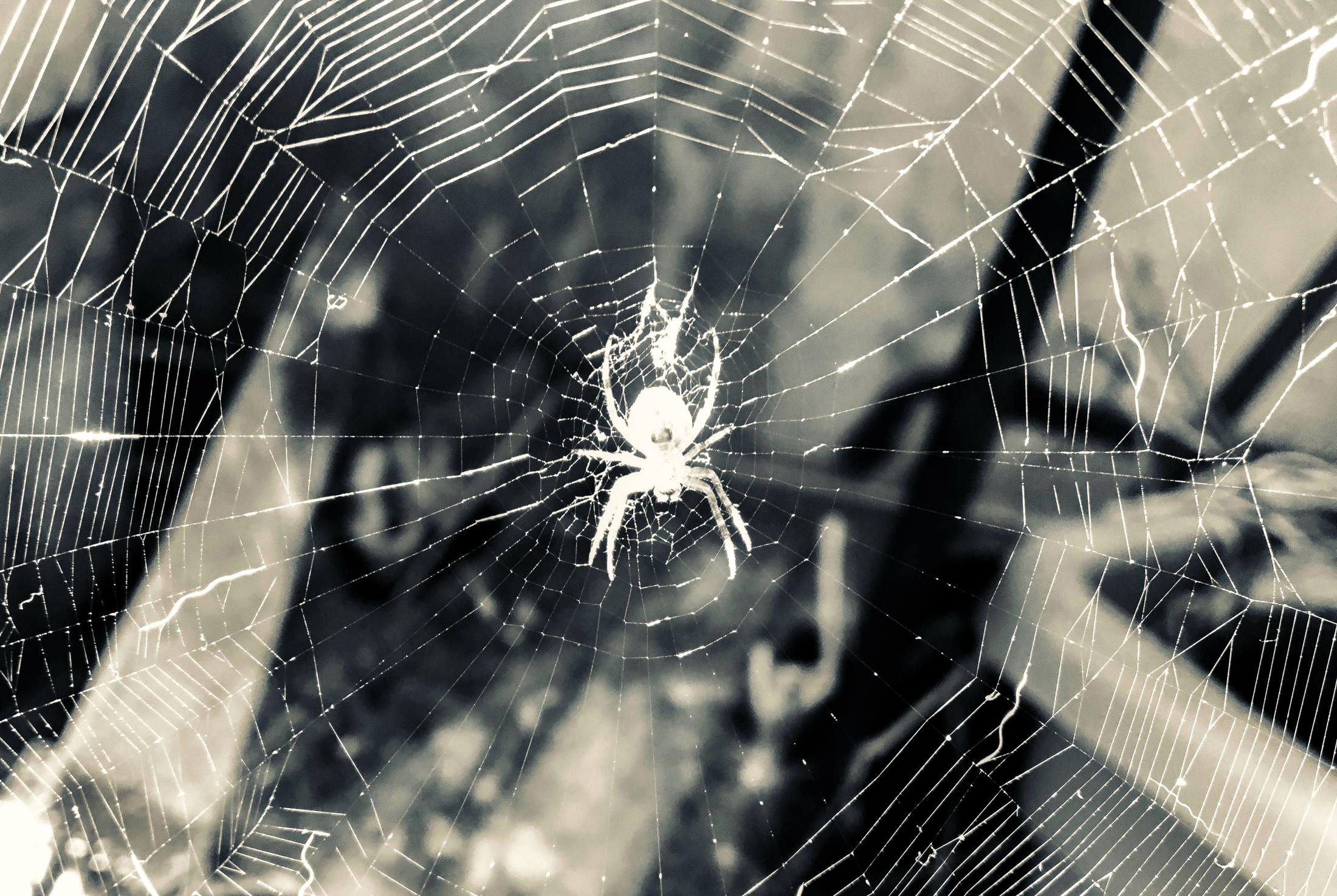 James Reade Venable Publishes on Brief Wilderness by James Reade Venable