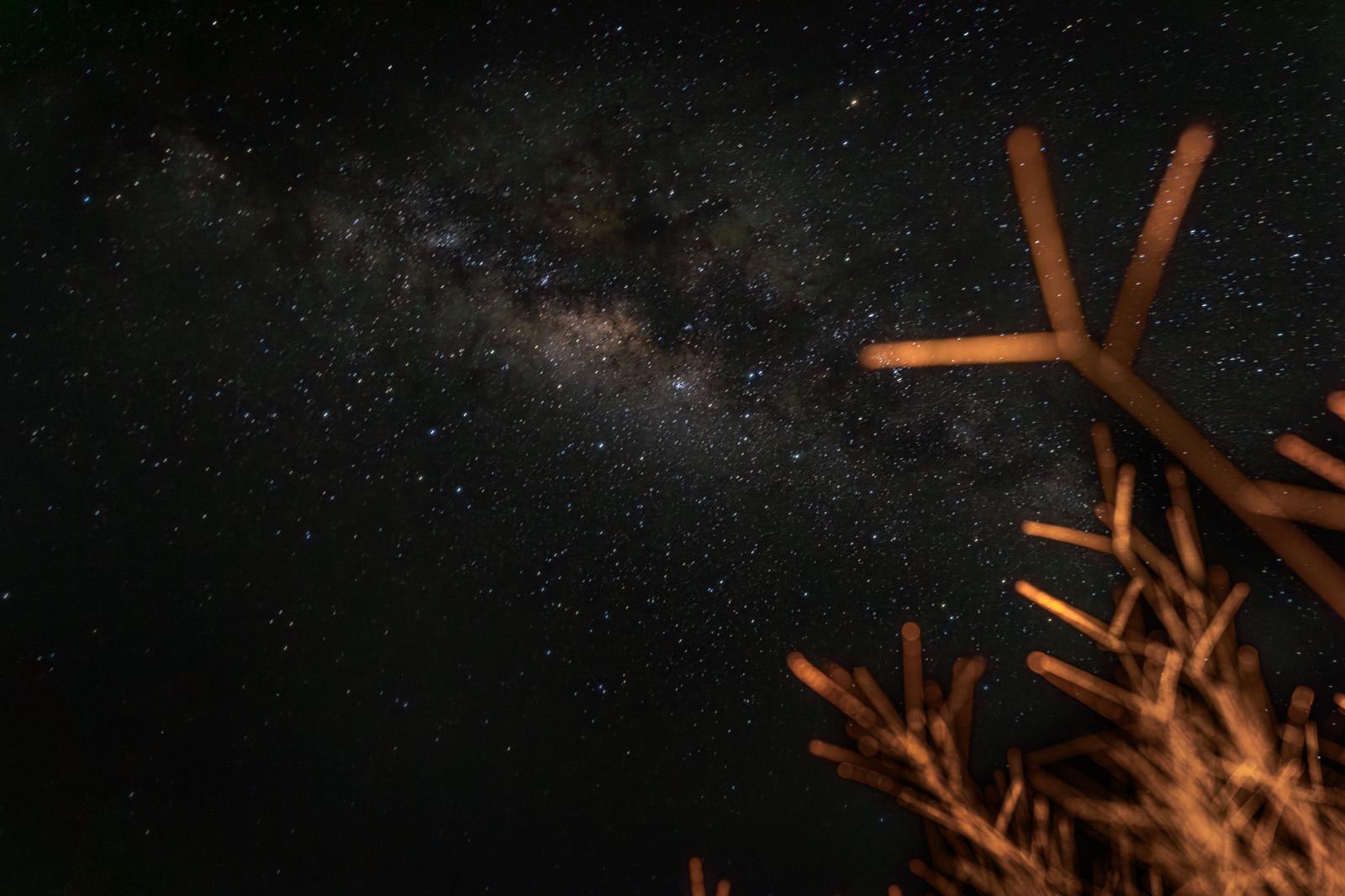 New species in the Shuar territory of Kaputna for BBC Future by Karen Toro