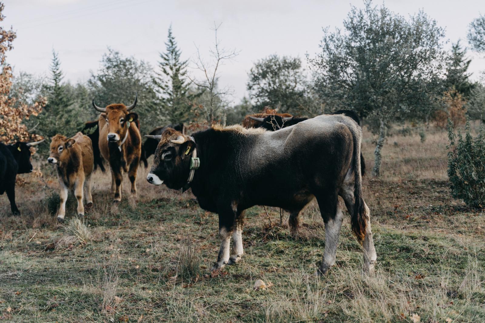 Bringing back large grazers to Portugal's Coa Region - Diana Takacsova ...