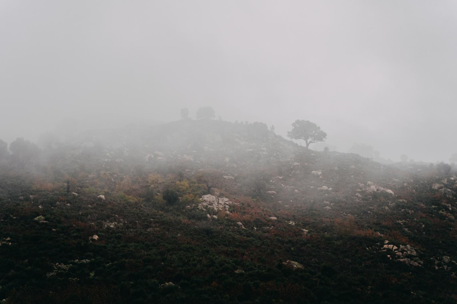 Bringing back large grazers to Portugal's Coa Region - Diana Takacsova ...