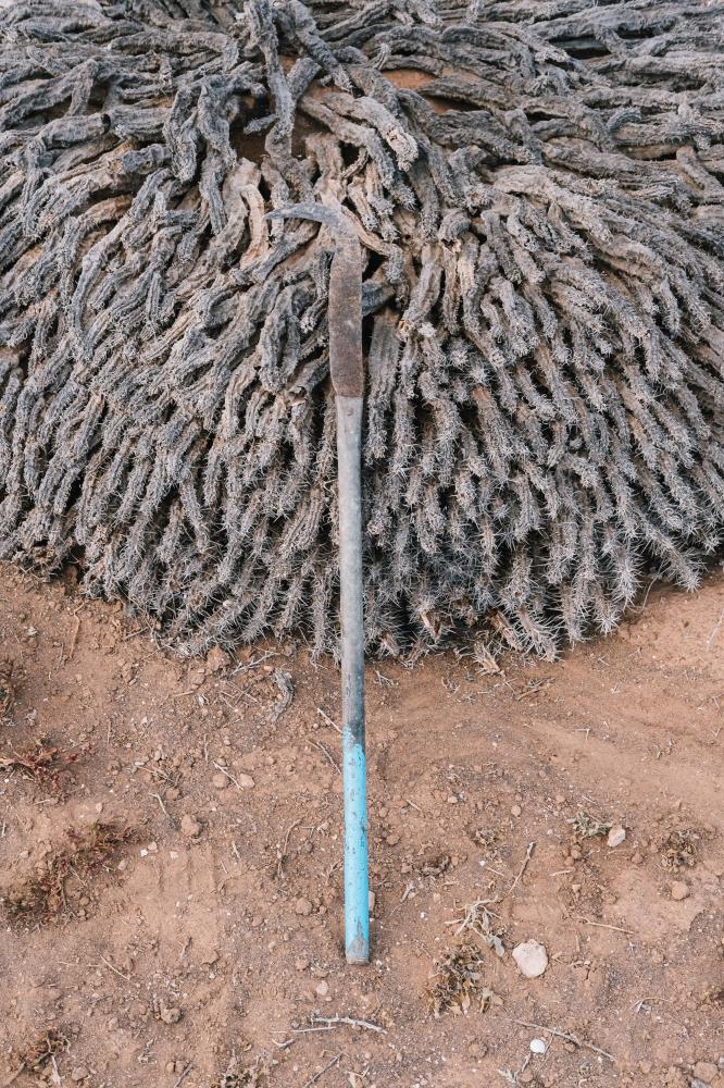 Rural youth - M'hammed Kilito