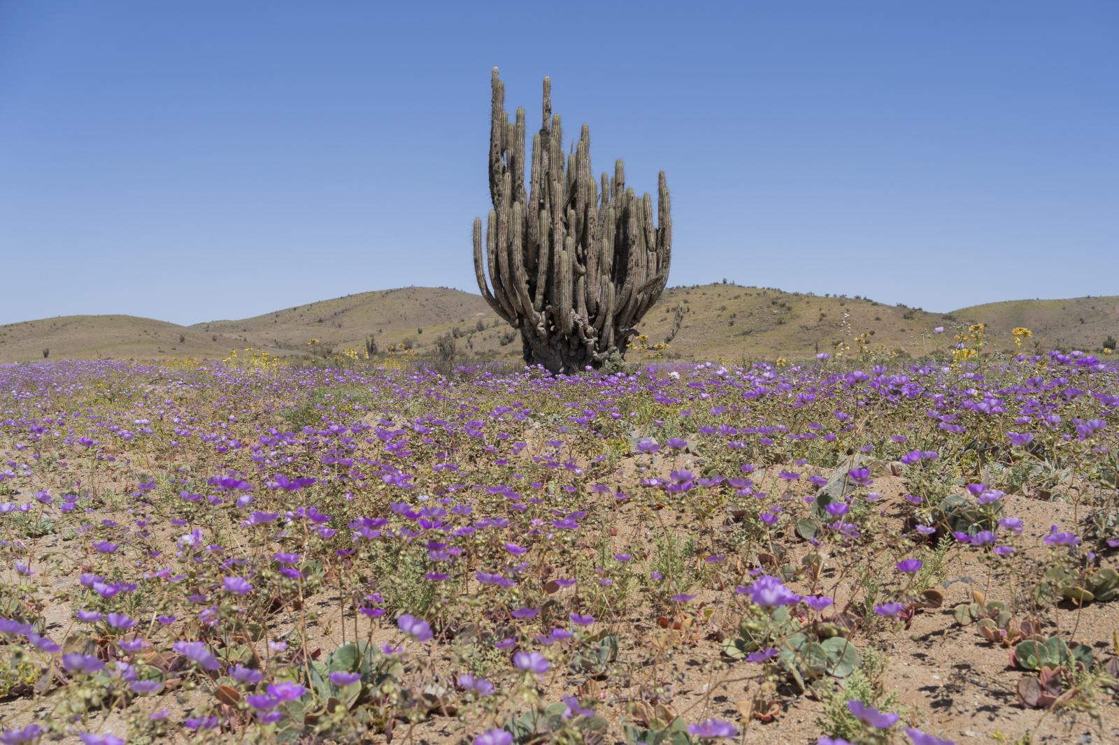 The Guardian: How a desert bloomed in the driest place on Earth by ...