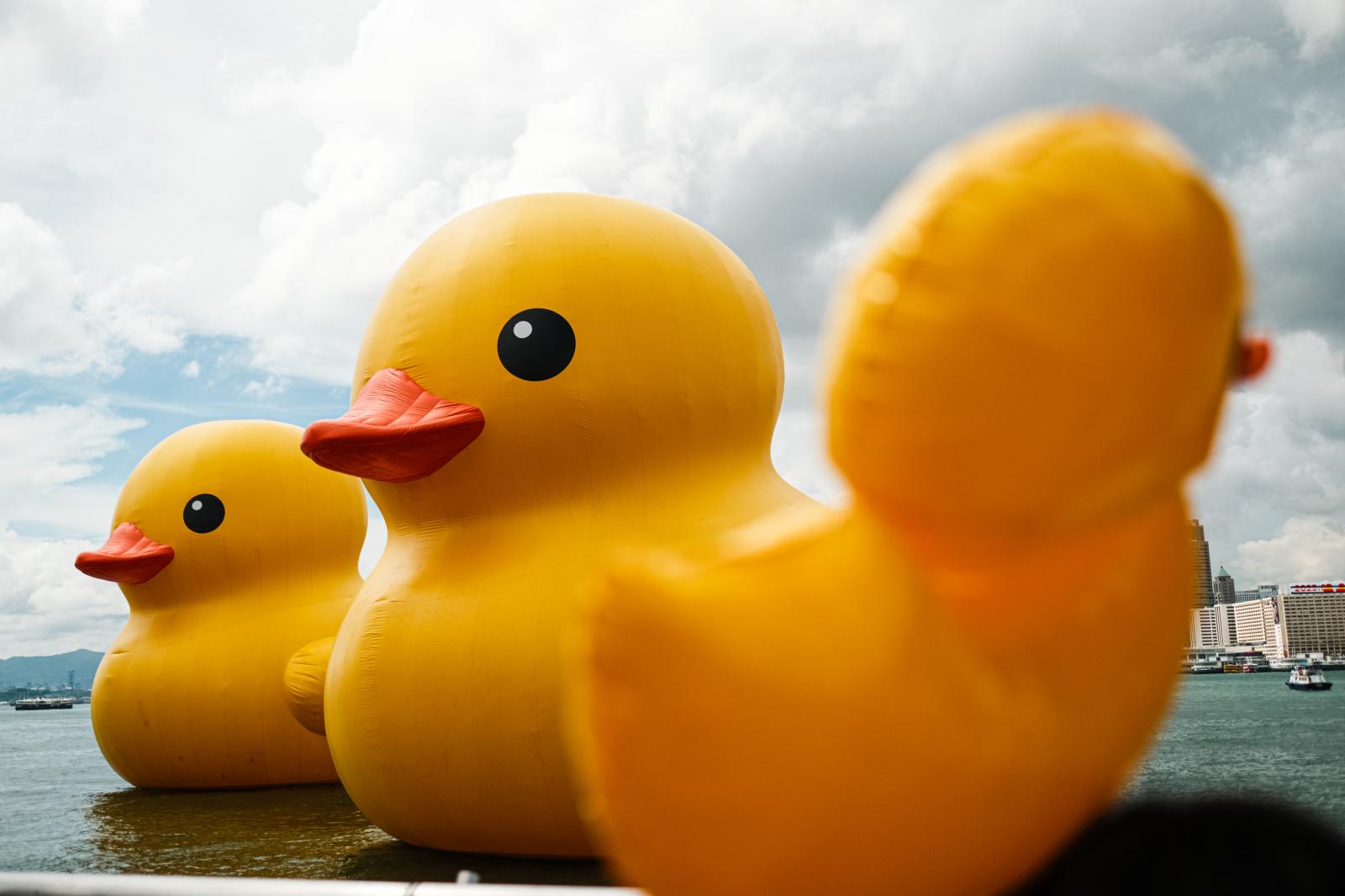 Rubber Ducks are back in Hong Kong by Keith Tsuji