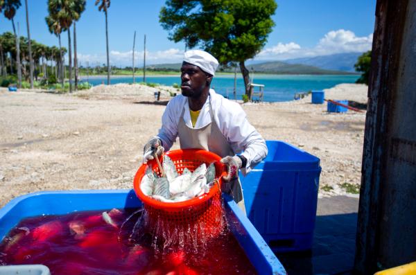 Haiti Lake Azuei Fish Farm by Dieu-Nalio Chery
