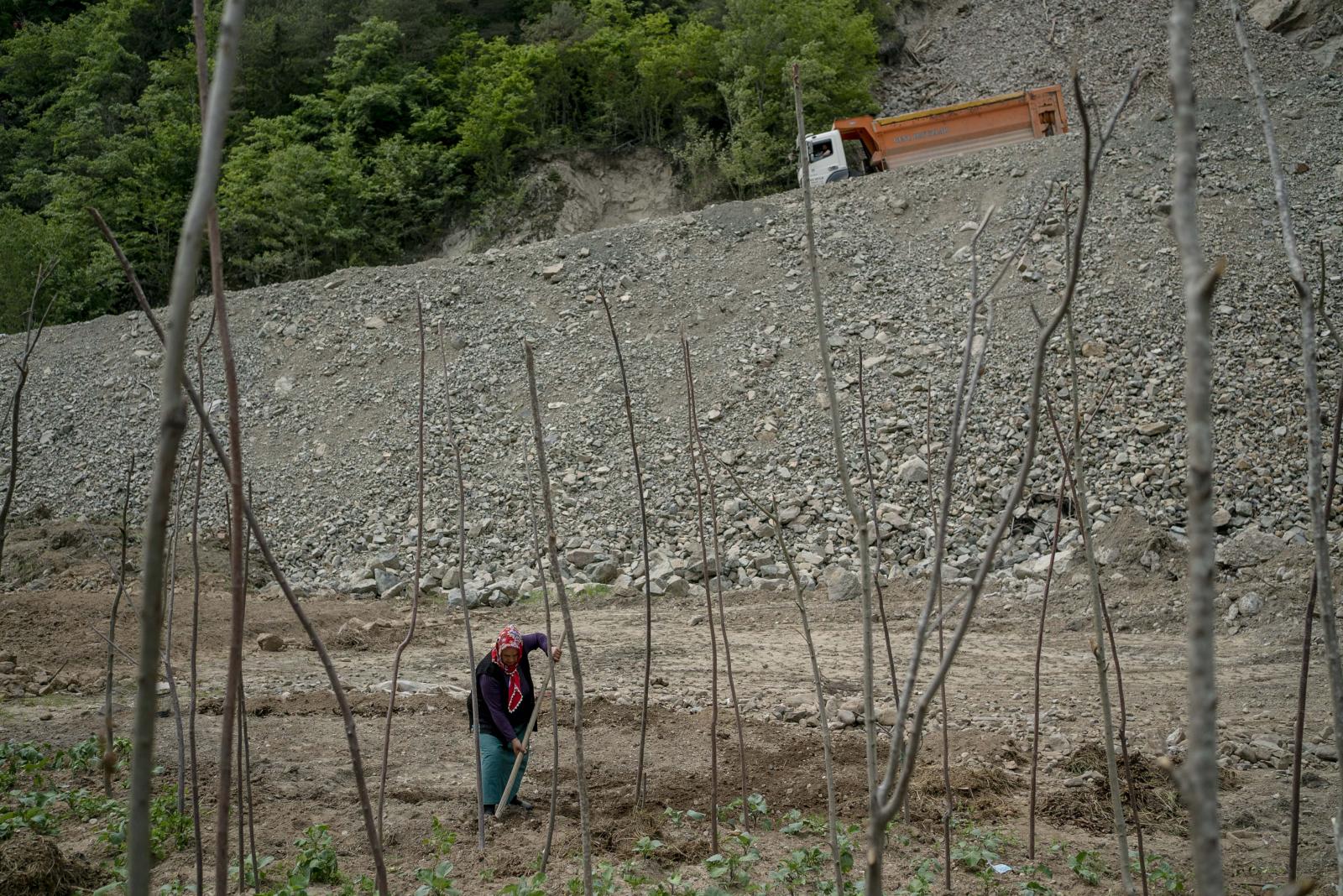 Les arbres de la résistance - Cerise Sudry-Le Dû