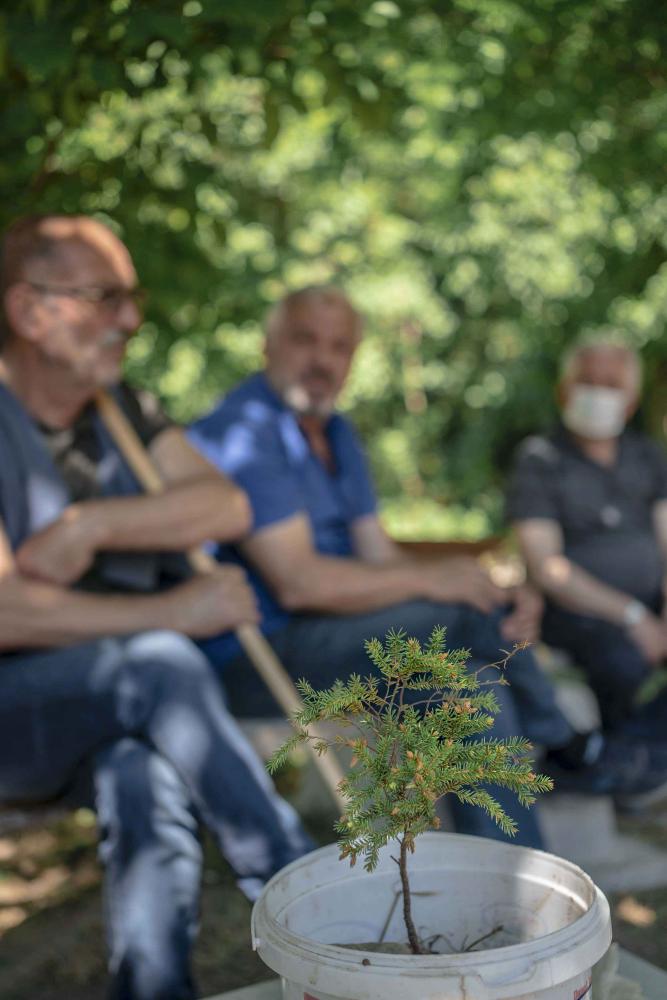 Les arbres de la résistance - Cerise Sudry-Le Dû