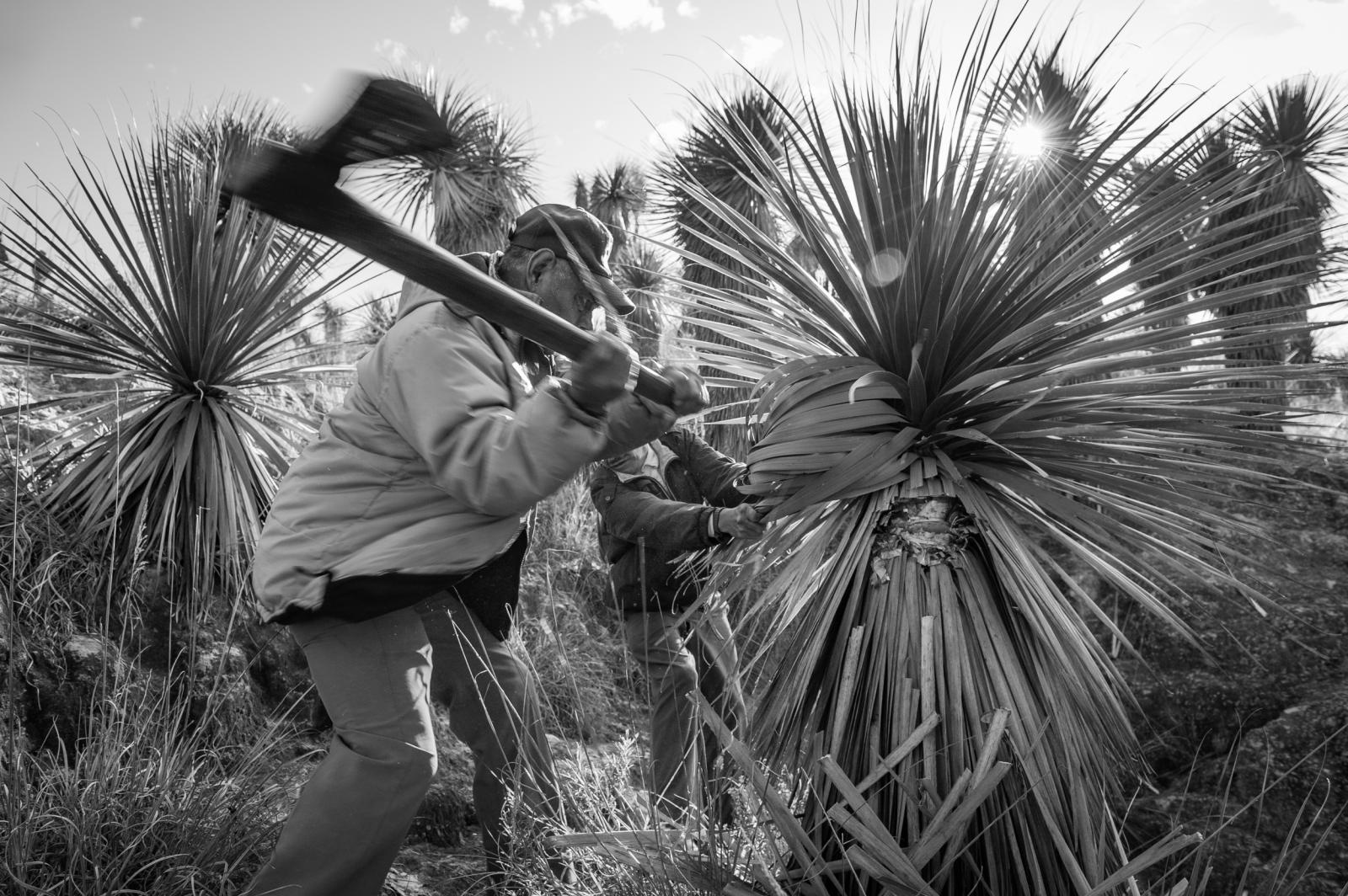 Flor de Cucharilla - Visual Storytelling + Participatory Media