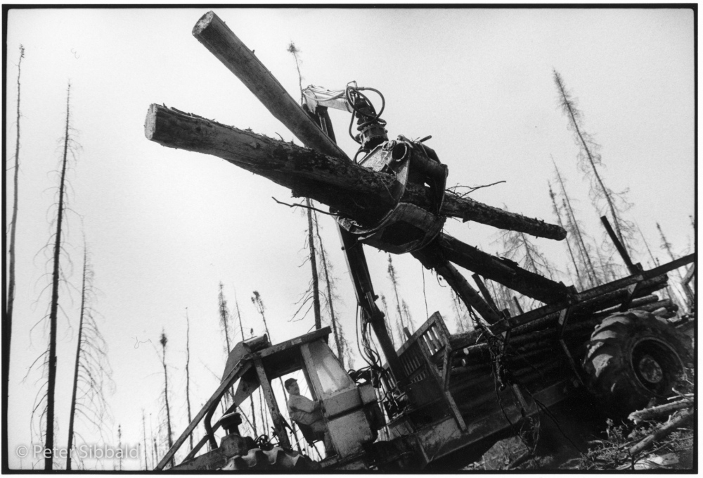 Return to Nitassinan by Peter Sibbald