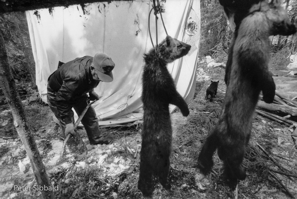 Return to Nitassinan by Peter Sibbald