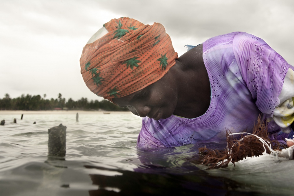 Ocean Farmers by David Rengel