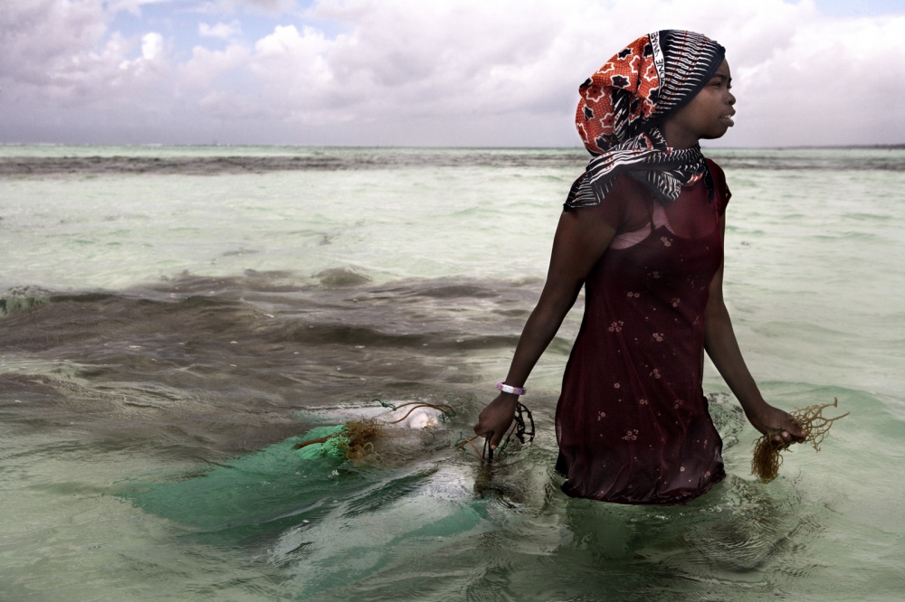 Ocean Farmers by David Rengel