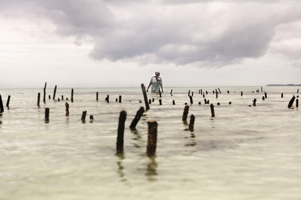 Ocean Farmers by David Rengel