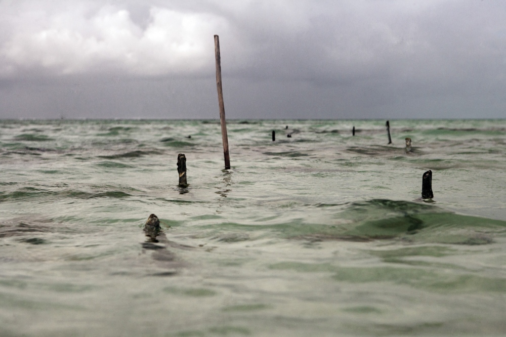 Ocean Farmers by David Rengel
