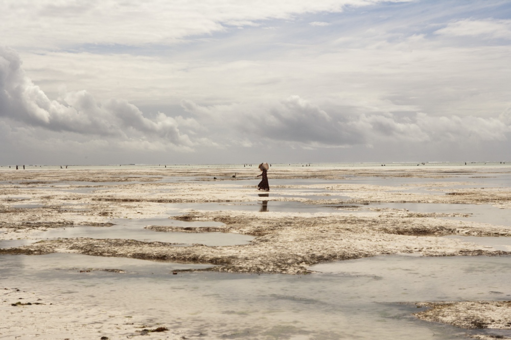 Ocean Farmers by David Rengel