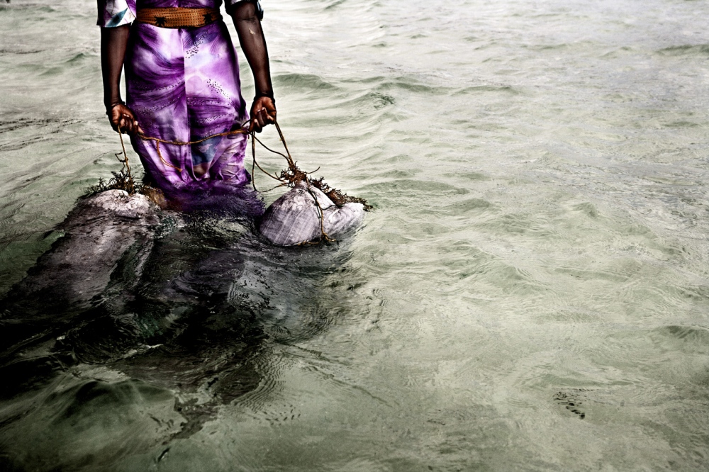 Ocean Farmers by David Rengel
