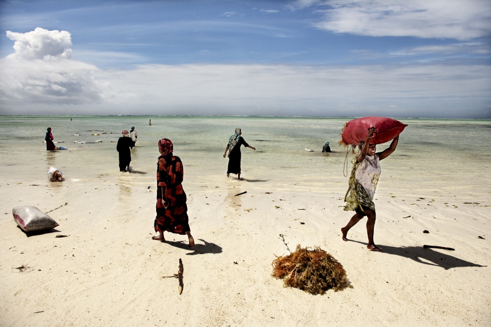 Ocean Farmers by David Rengel