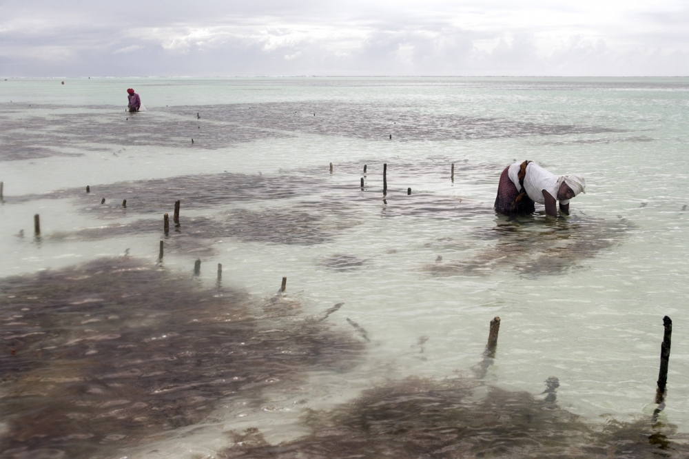 Ocean Farmers by David Rengel