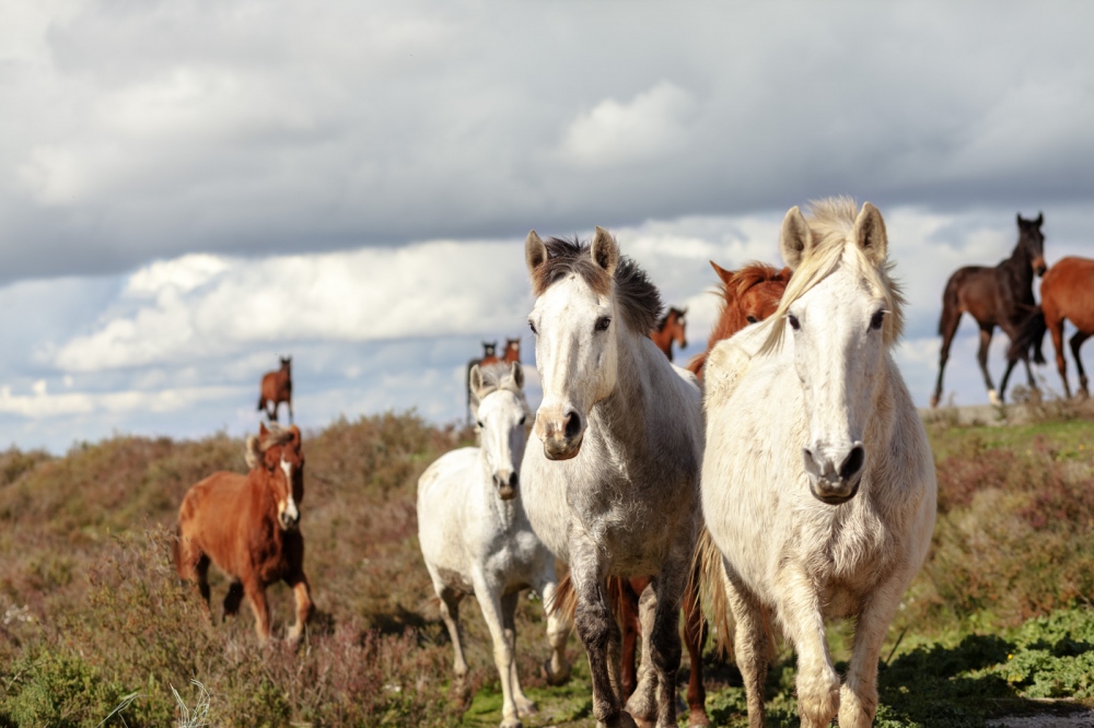 La Saca de la Yegua by David Rengel