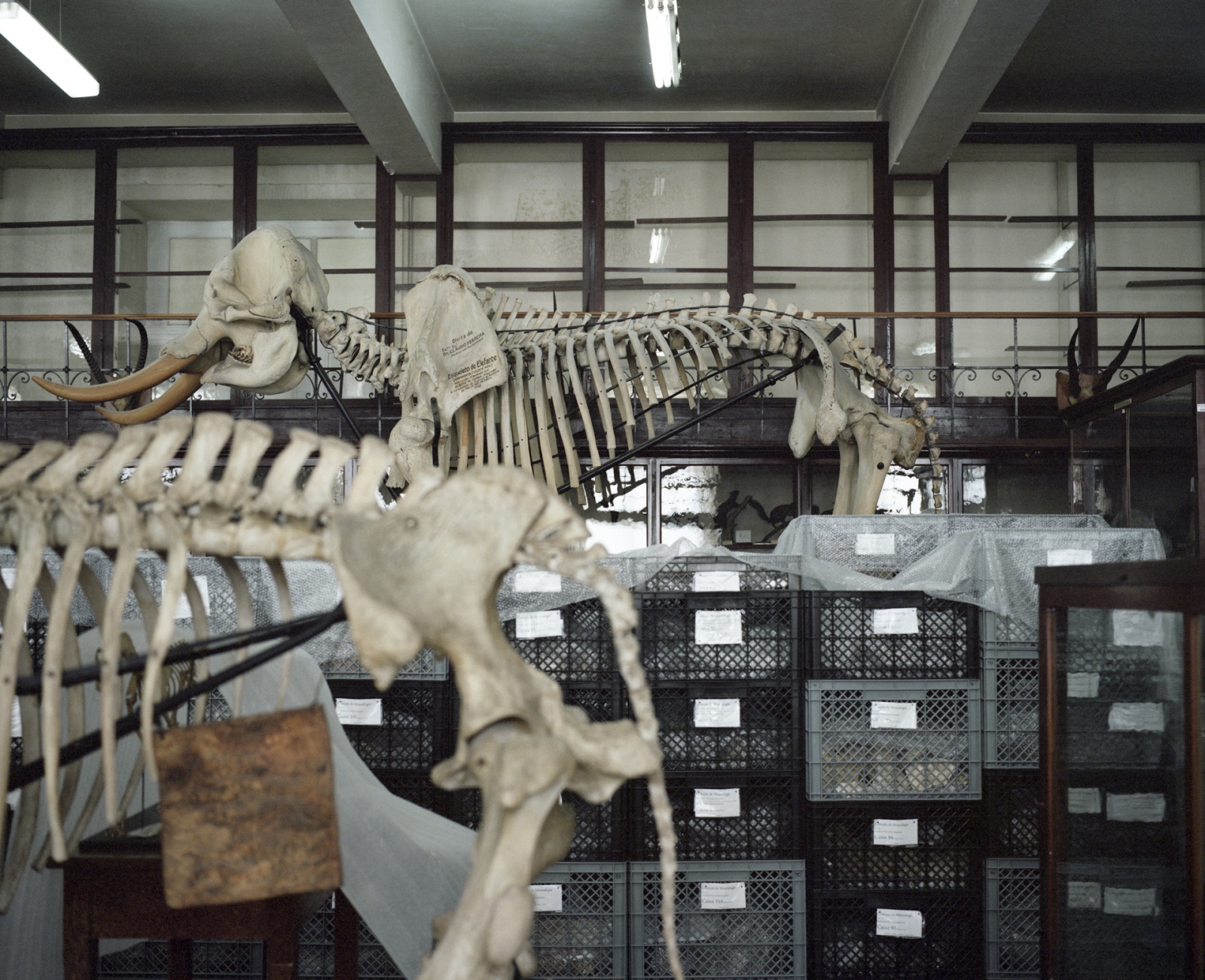 Tommaso Rada Photographer, Anatomy of a Museum