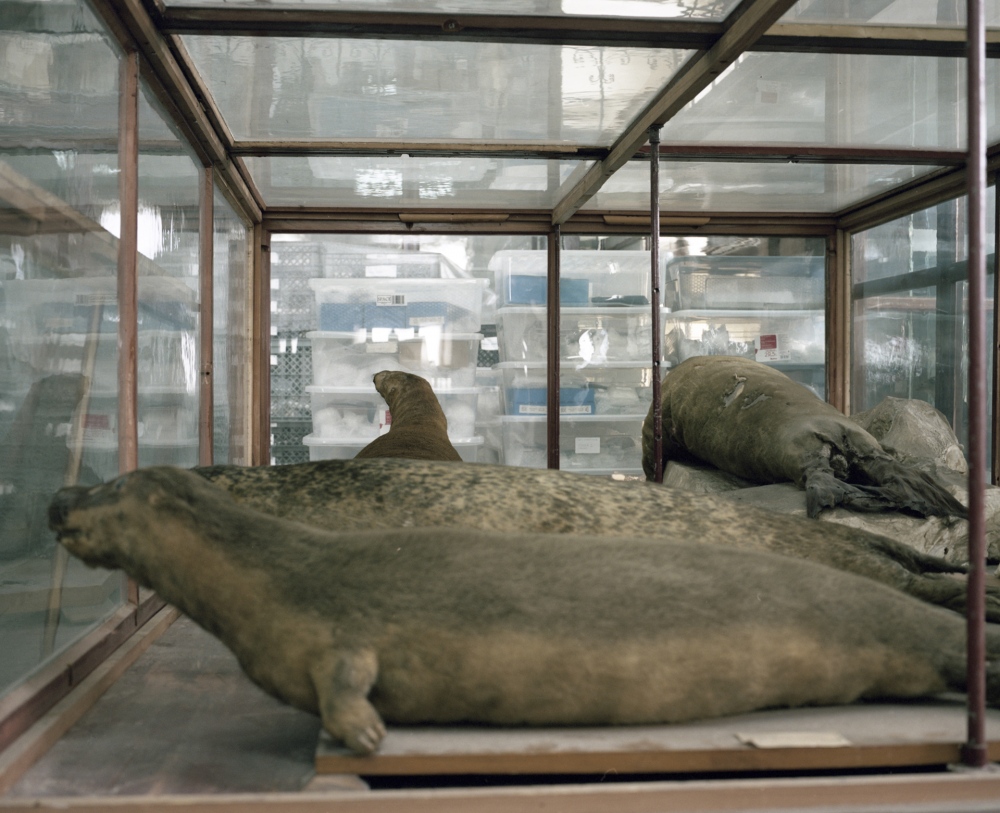 Tommaso Rada Photographer, Anatomy of a Museum