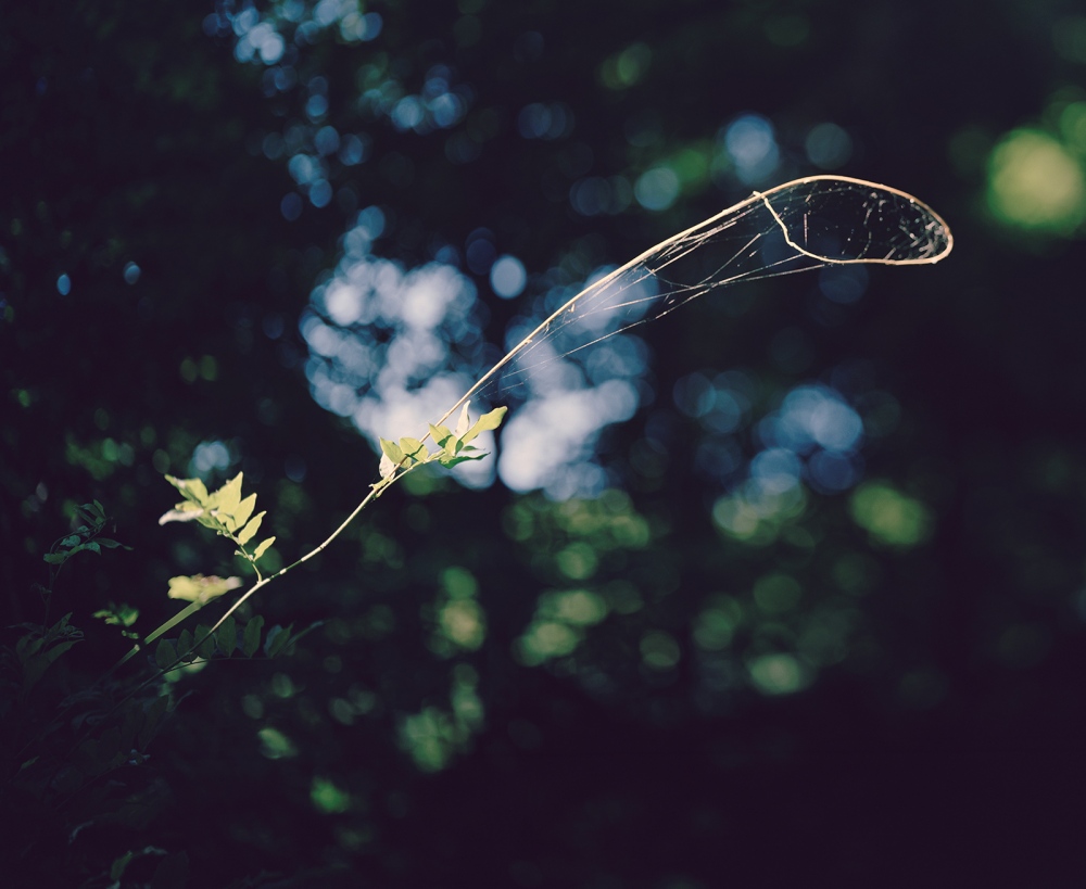 Photographs of nature by Eric Weeks - Eric Weeks | Photography & Video