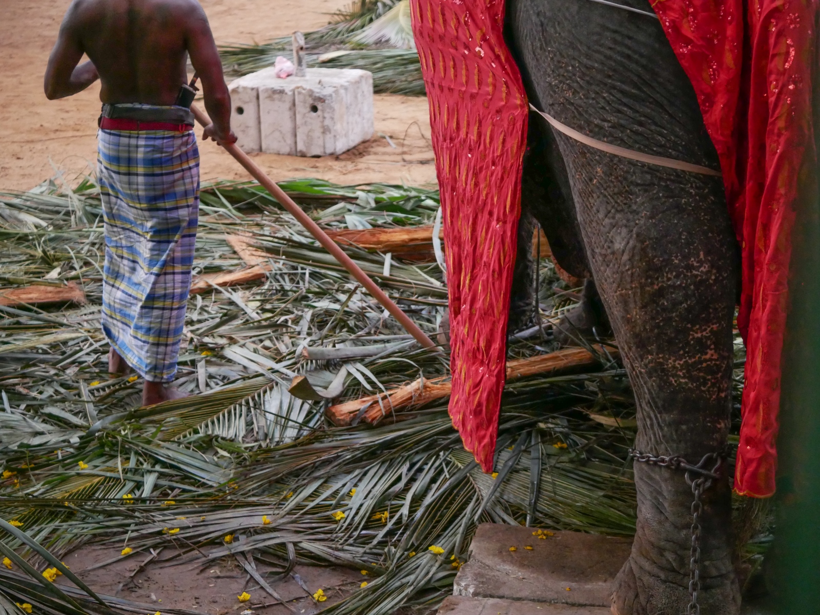 Sri Lanka's Masked Elephants - Lucy Fulford journalist, editor ...