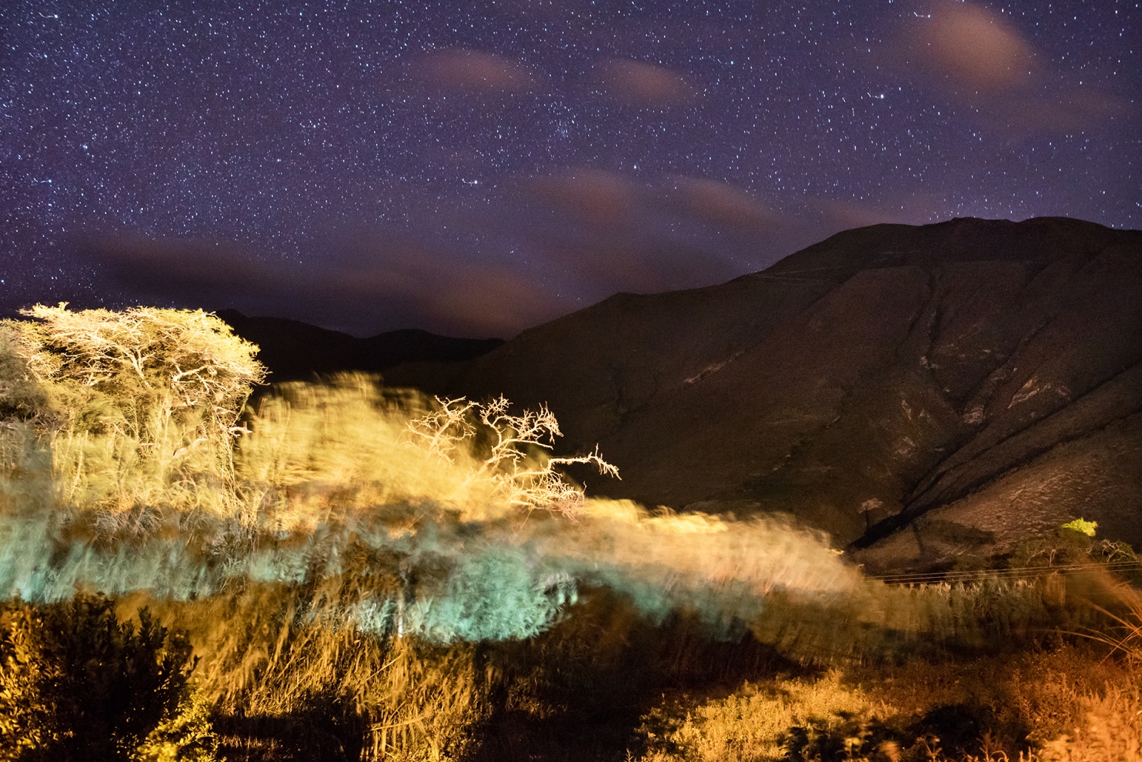 Cimarrona by Johis Alarcón