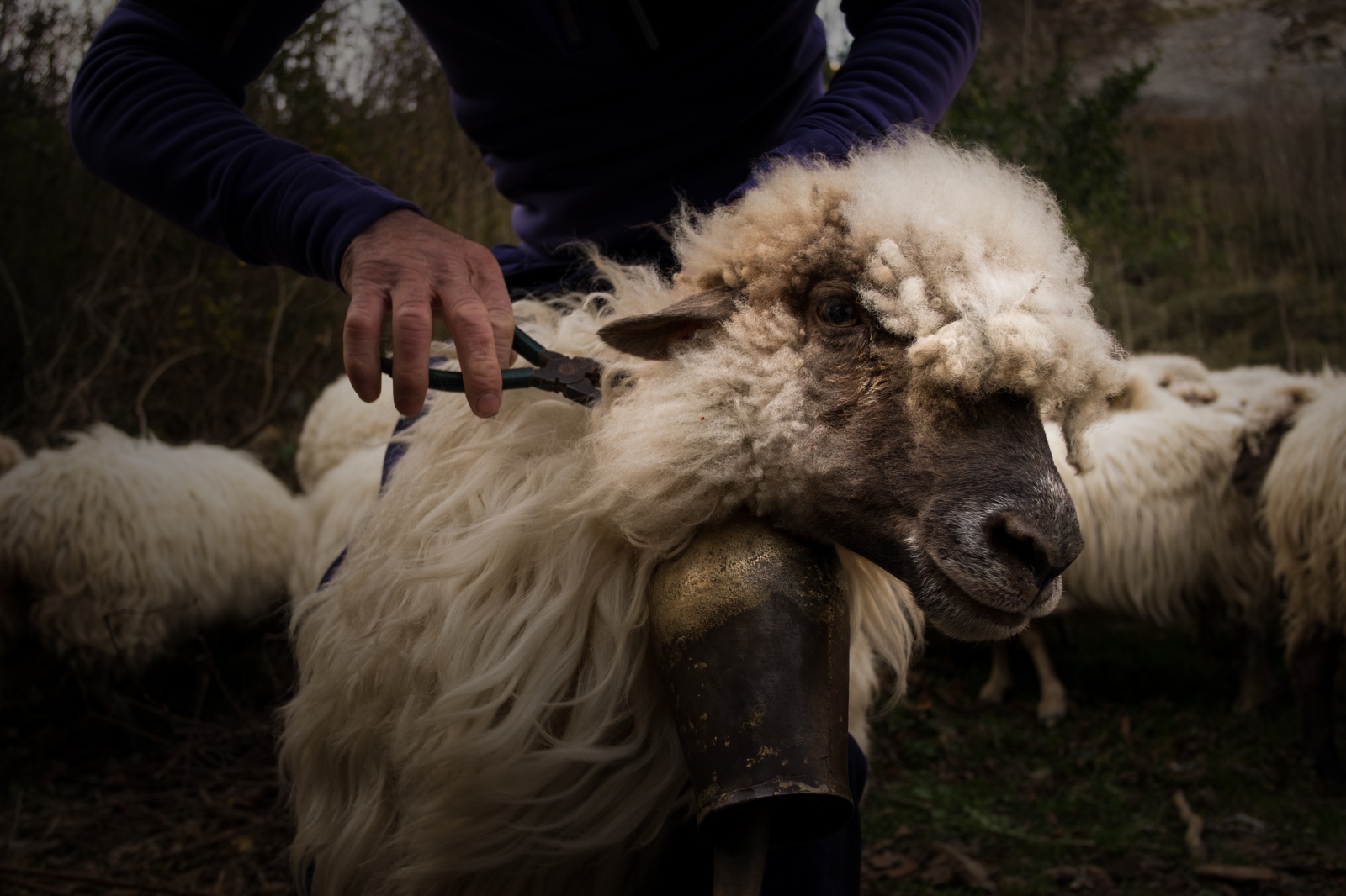 THE YOUNG BASQUE SHEPHERD - Ura Iturralde photographer