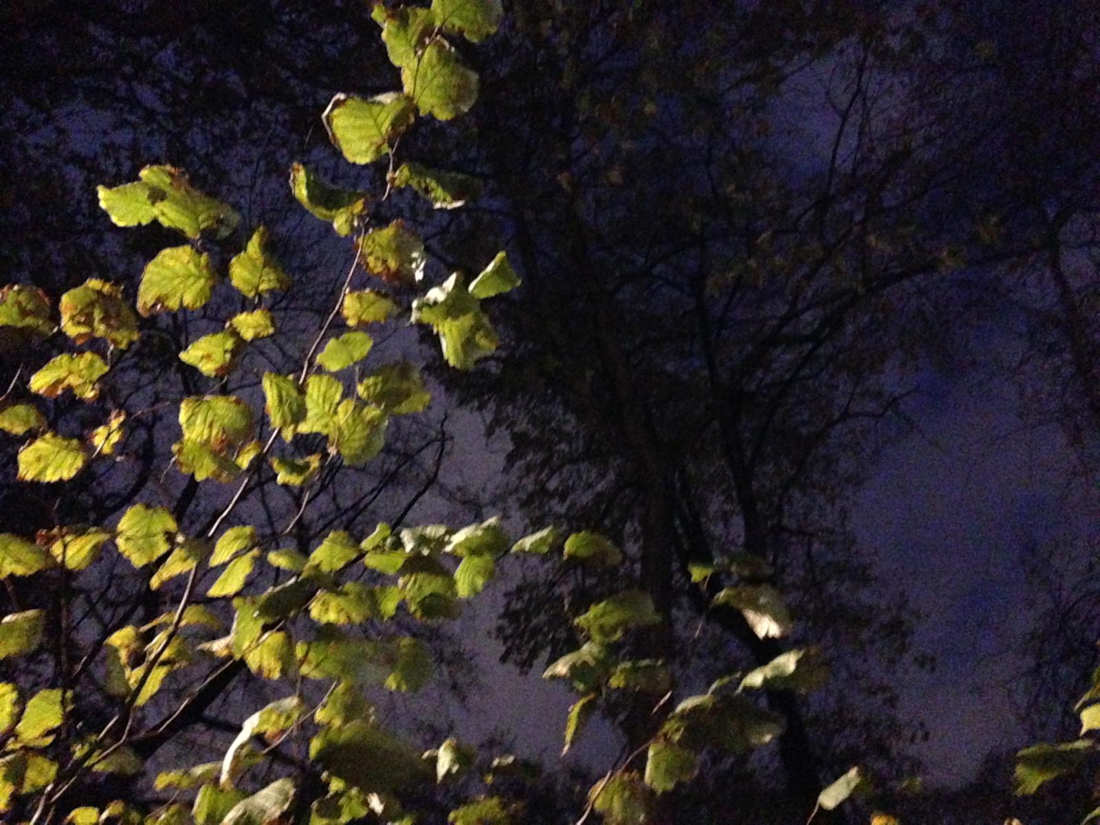 Languorous Eye - Alexia Liakounakou