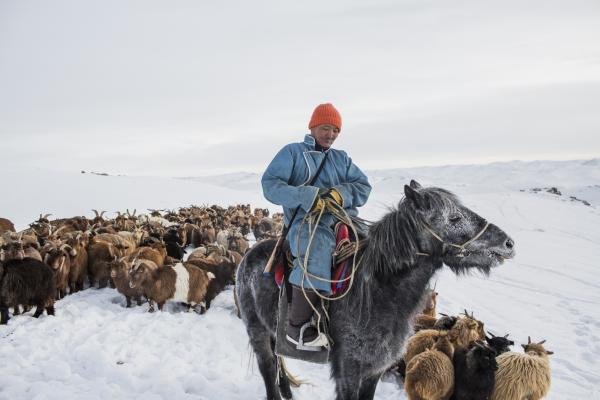Mongolia Dzud - Katie Orlinsky Photography