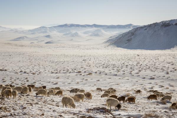 Mongolia Dzud - Katie Orlinsky Photography