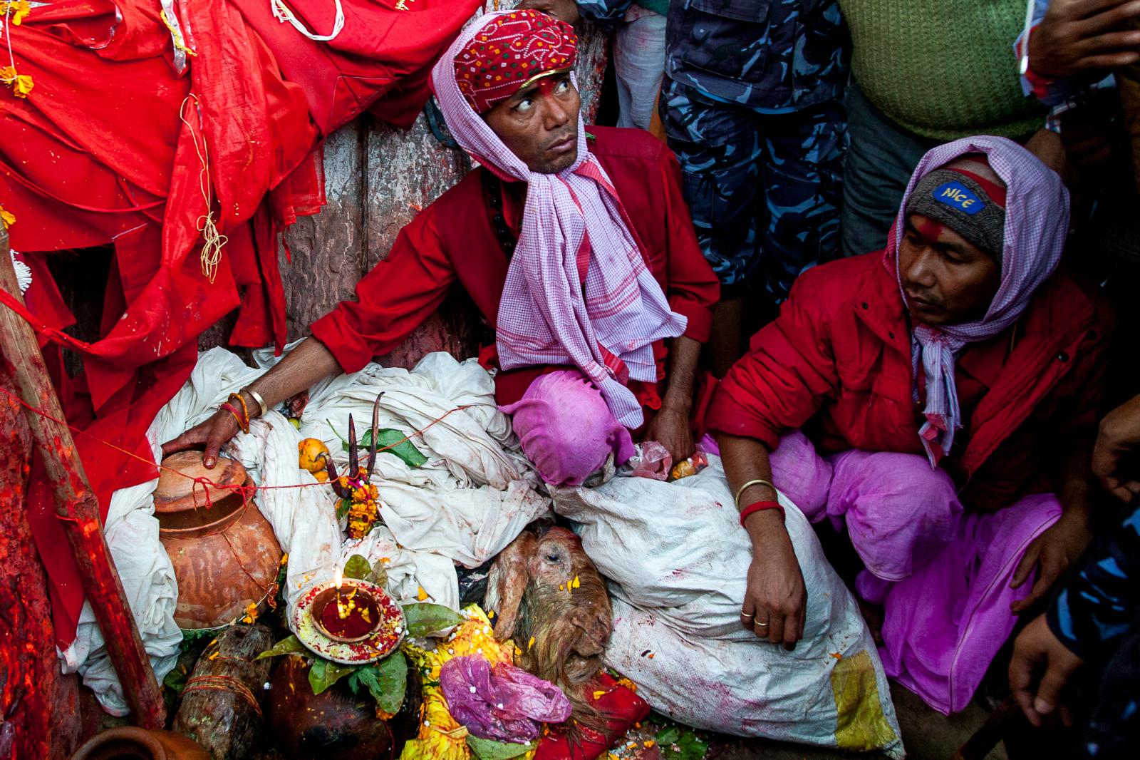 A Bloodbath in the Name of Gadhimai - Omar Havana Photojournalist