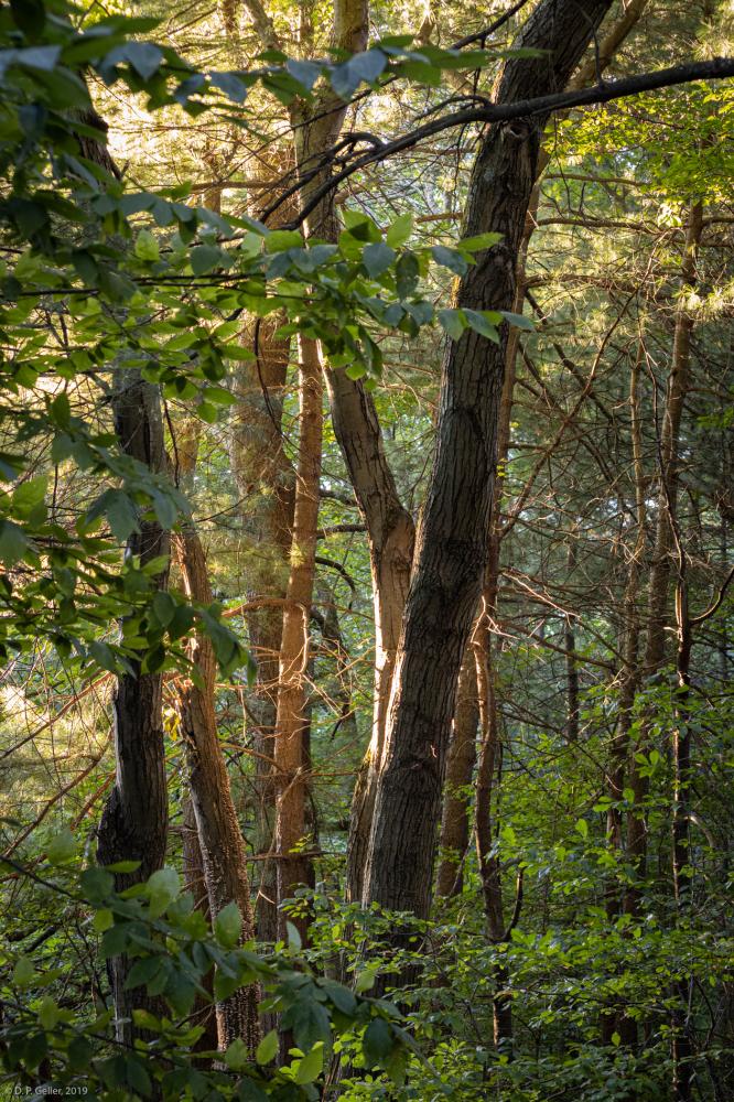Photographs of Whip Hill - Dennis Geller Photography