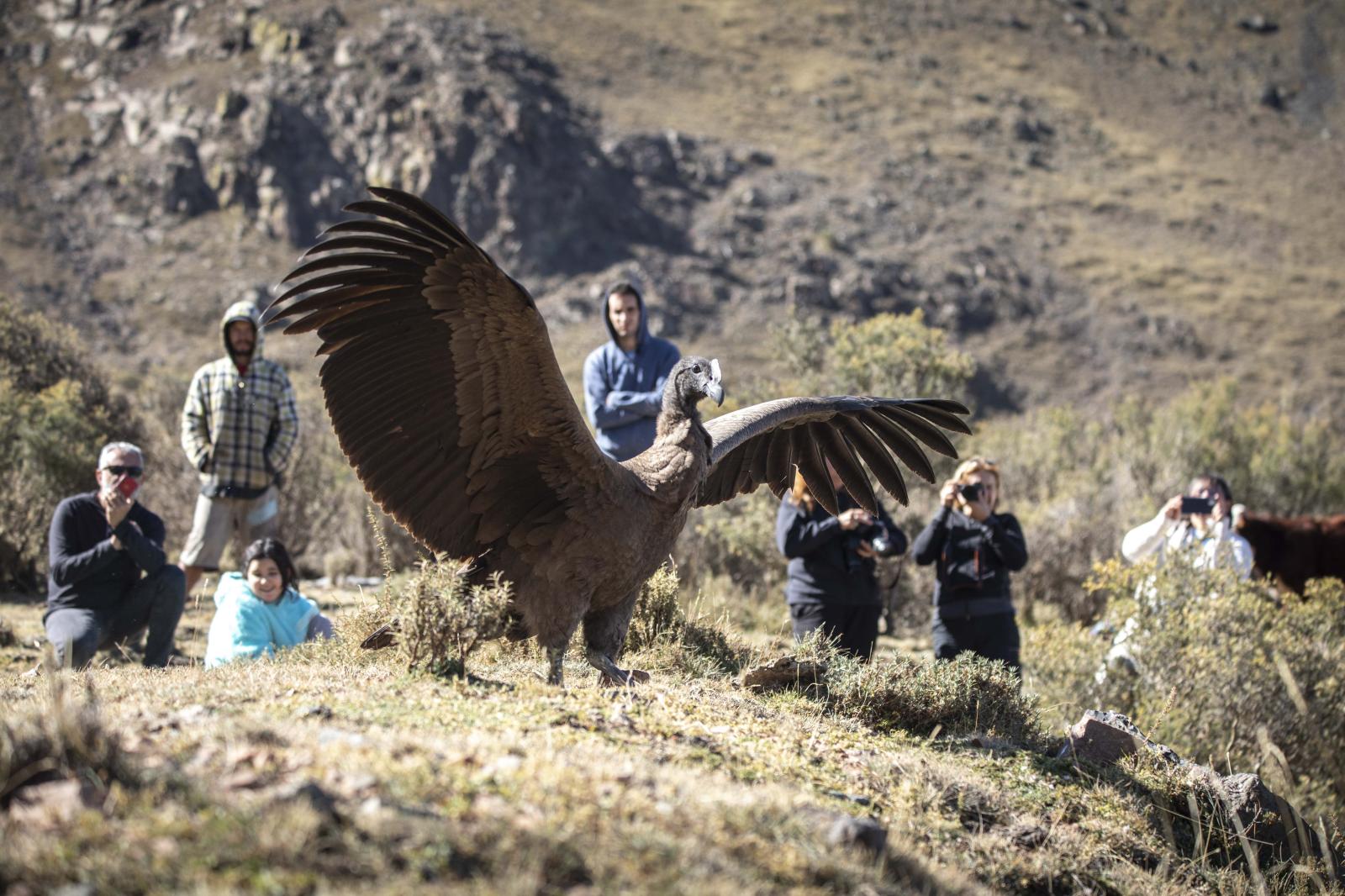 The Bird King - SOFIA LOPEZ MAÑAN