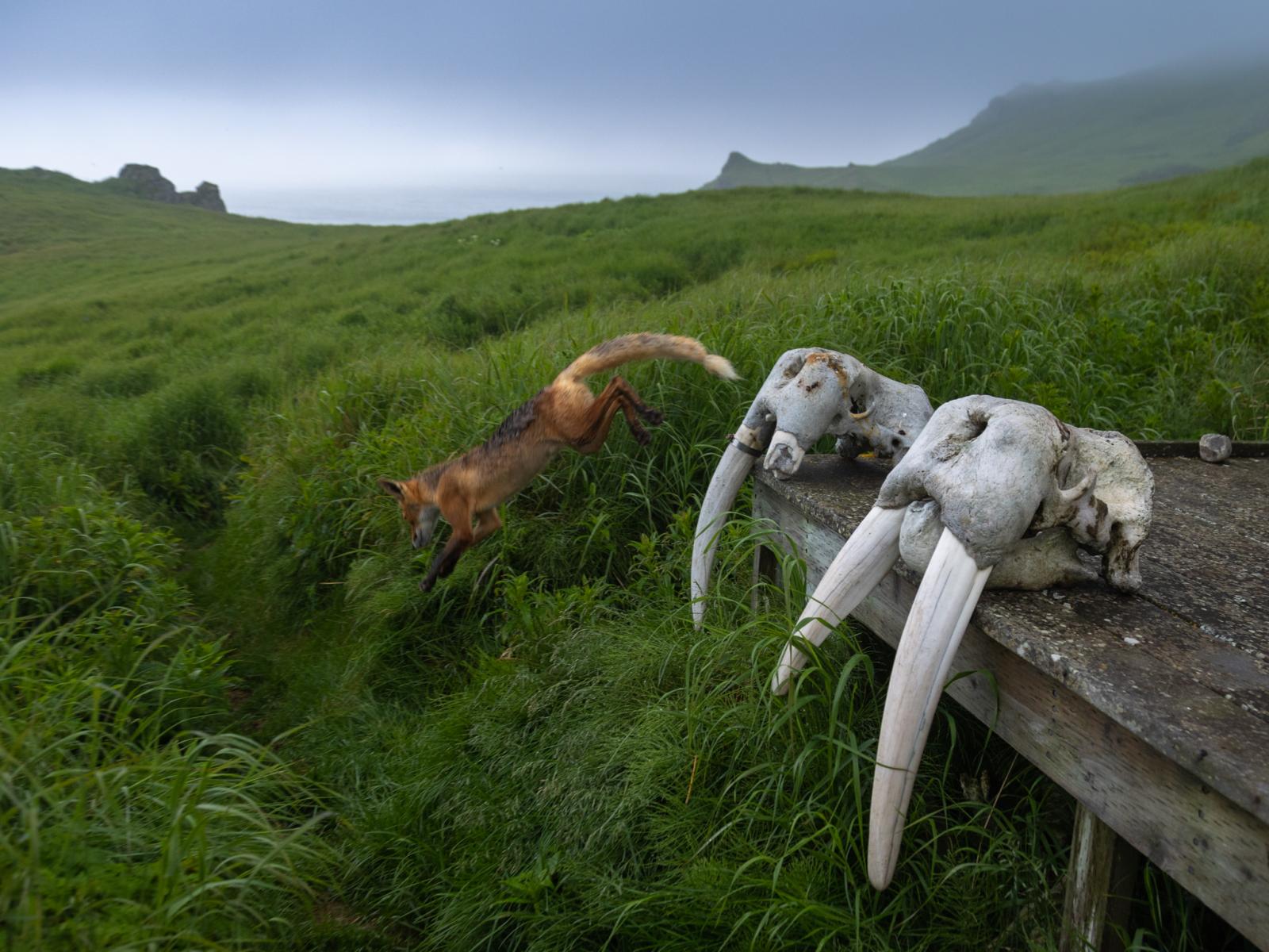 Where the Walruses Sing by Acacia Johnson