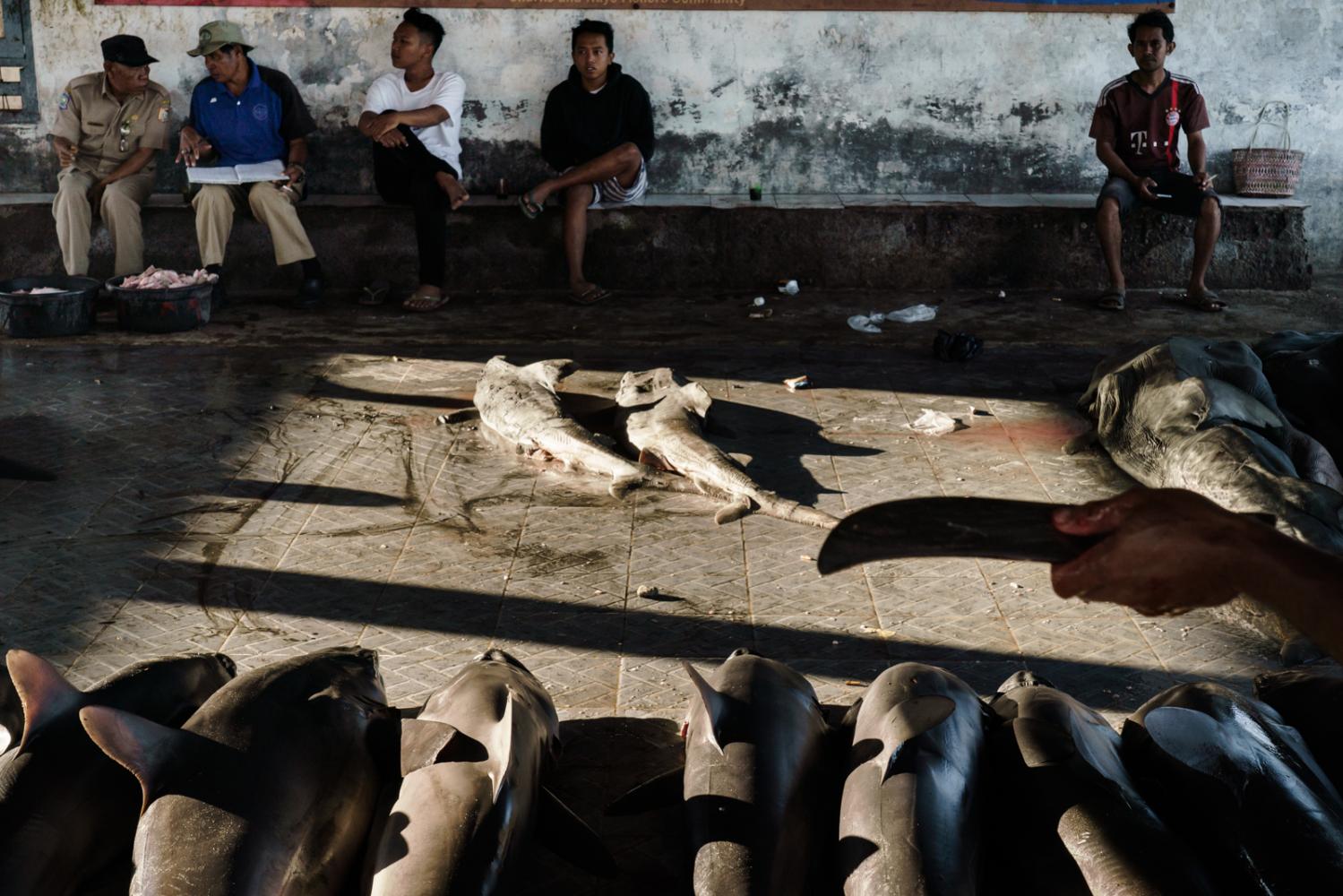 Shark Overfishing by Federico Borella