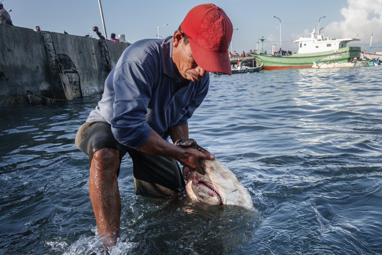 Shark Overfishing by Federico Borella