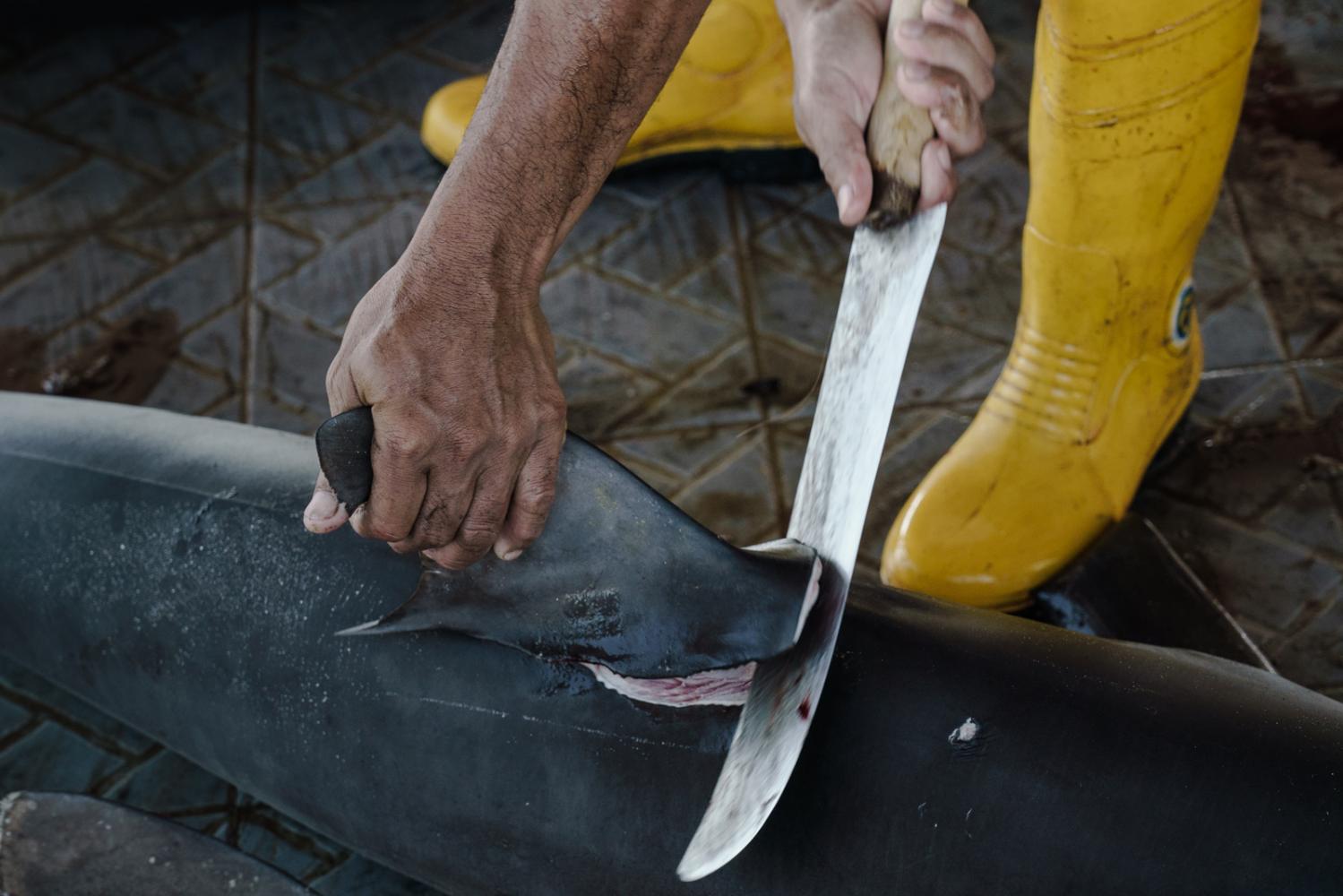 Shark Overfishing by Federico Borella