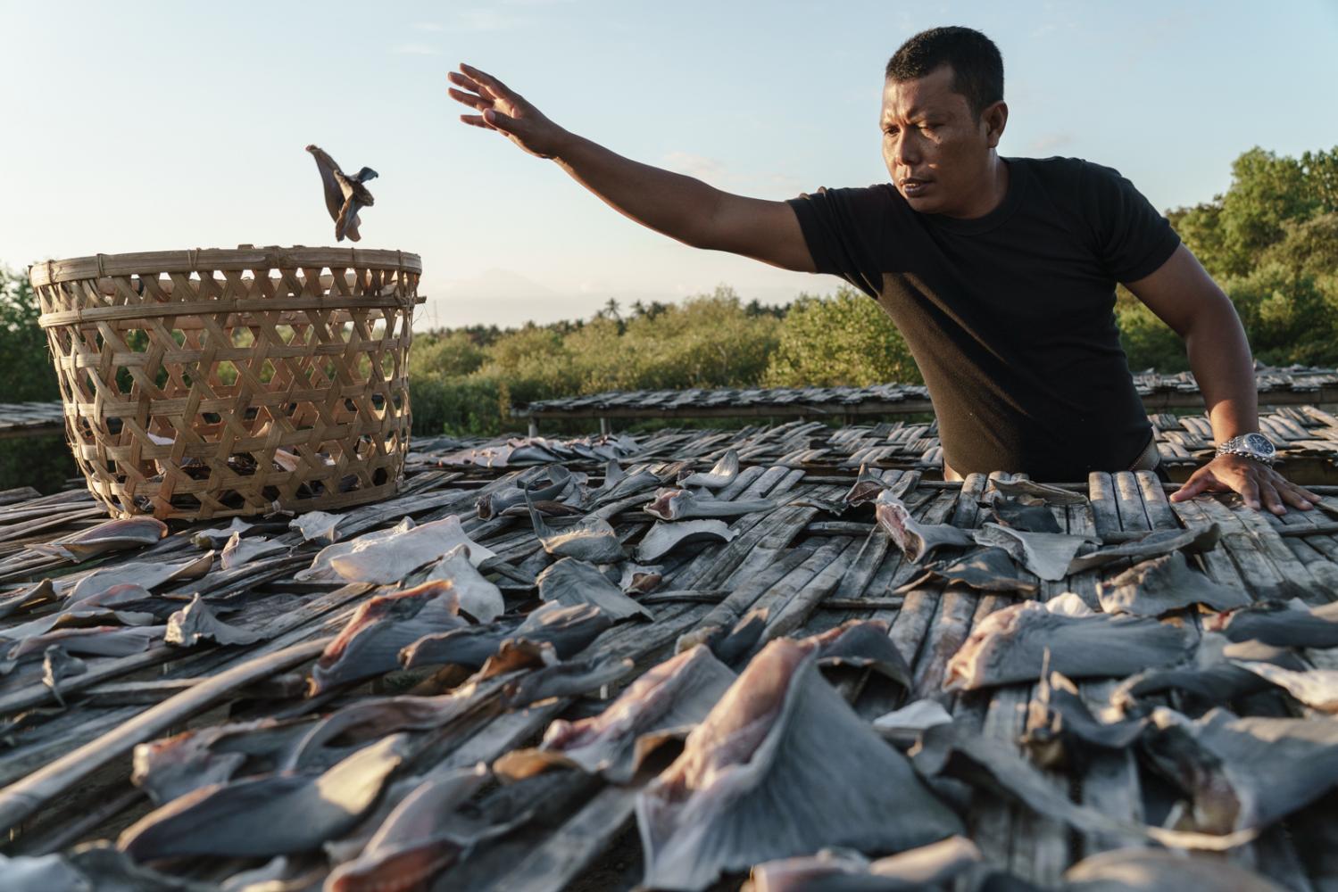 Shark Overfishing by Federico Borella