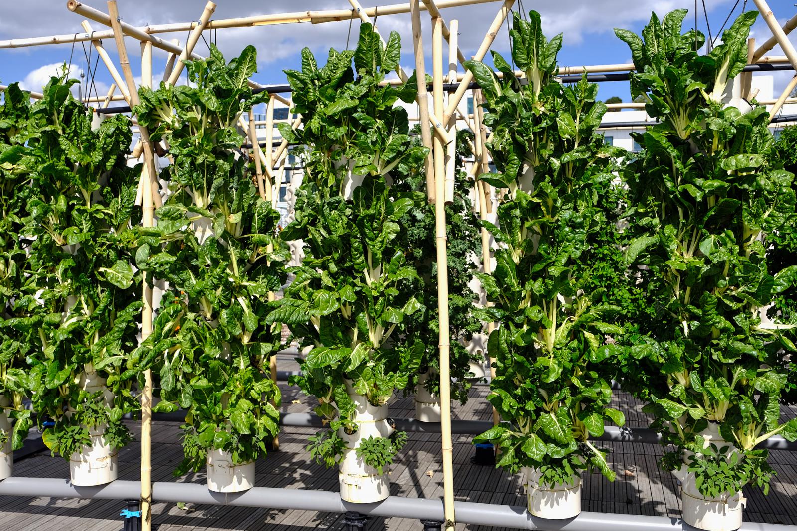 Urban Roof Farming by Remon Haazen