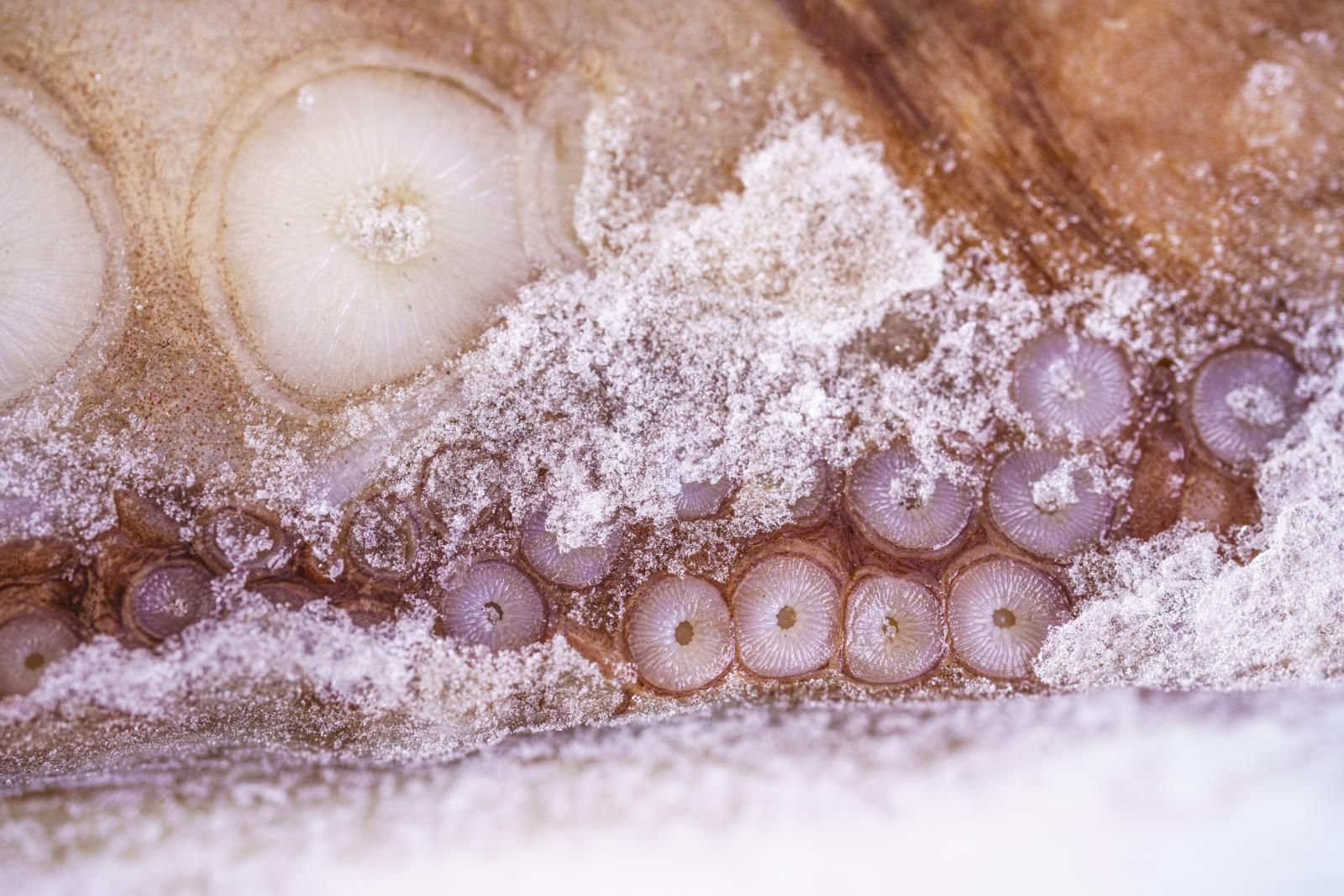 Geoducks and Other Alaskan Curiosities - Bethany Sonsini Goodrich ...