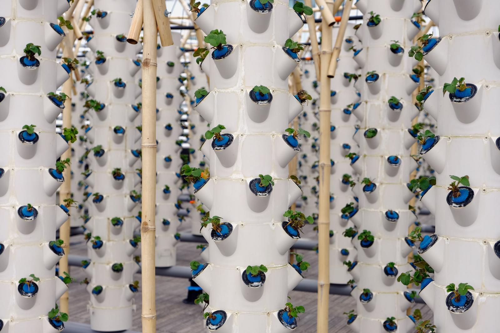 Urban Roof Farming by Remon Haazen