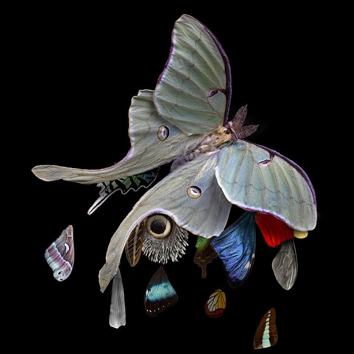 Robert Dash Photography